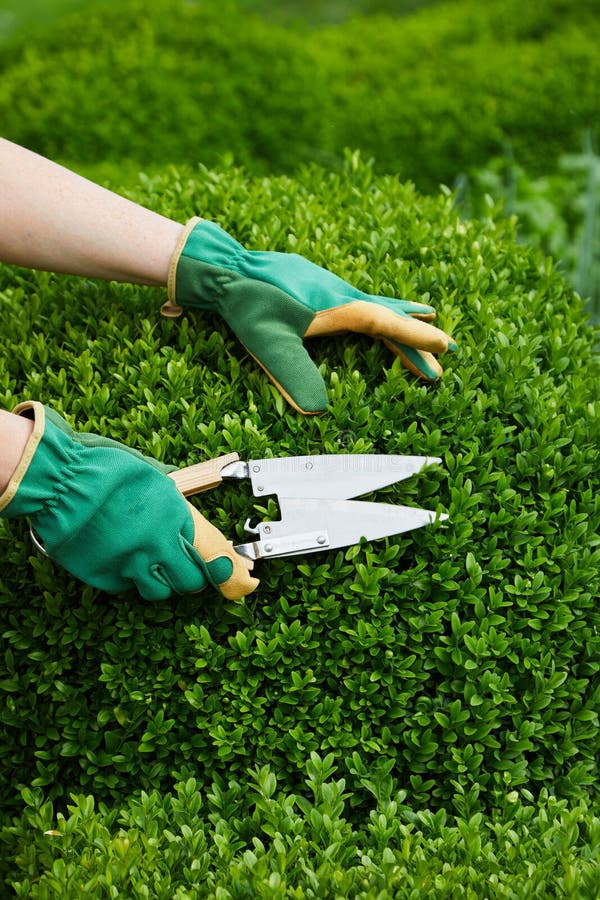 Hands of a Gardener Pruning Back a Box Tree Stock Photo - Image of ...