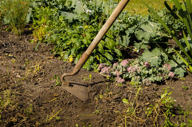 Hands Gardener Remove Weeds from the Garden with a Tool Stock Image ... Hands Gardener Remove Weeds from the Garden with a Tool Stock Image ...