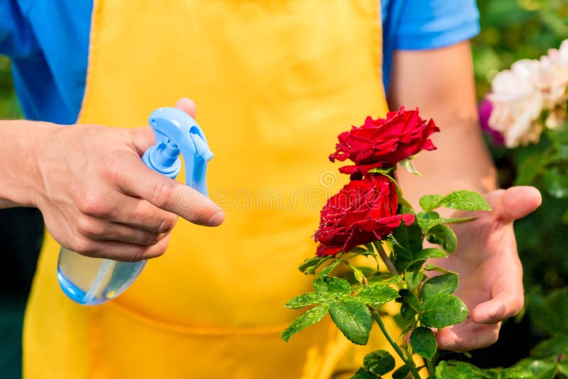 Hands of a Gardener Sprayed with Water Red Roses Stock Image - Image of ...