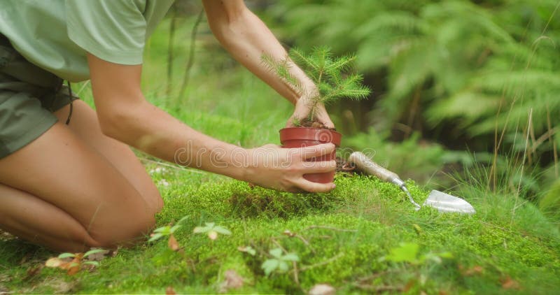 Hands Nurturing Young Plant in Soil, Symbolizing Growth and Environment ...