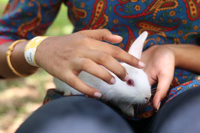 Hands of Girl Holding, Examining Rabbit Stock Image - Image of hand ...