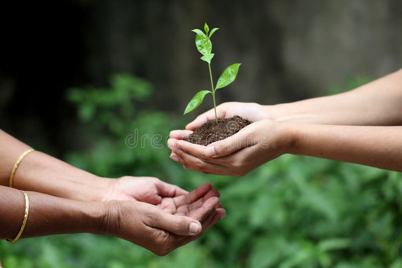 Plant and Roots stock vector. Illustration of agriculture - 14136312