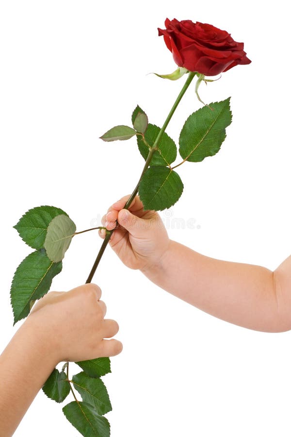 Hands Giving and Receiving a Rose Stock Photo - Image of rose ...
