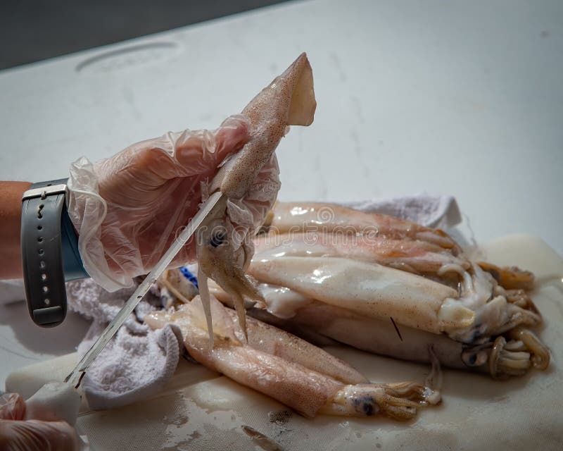 Hands with Gloves of a Person Cutting the Mitre Squids, Preparing ...
