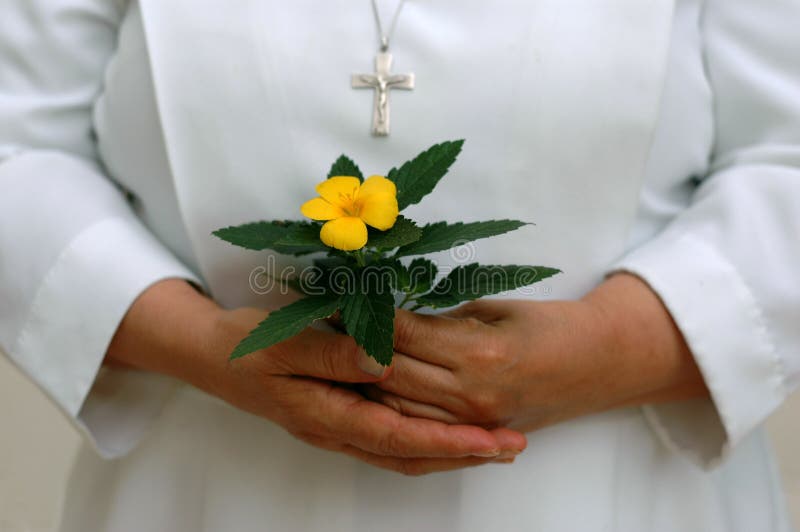 Hands Of Grace (7) stock image. Image of hand, faith, women - 350625