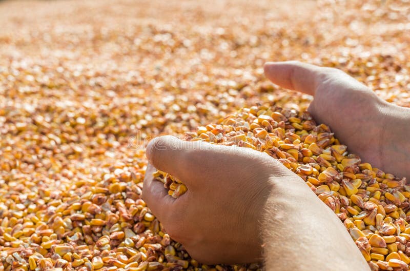 Grain corn stock image. Image of field, machinery, harvesting - 60040901