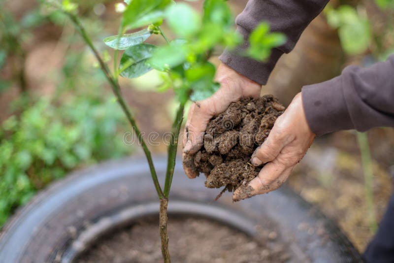 Hands Growing Plants with Selective Focus Stock Image - Image of leaf ...