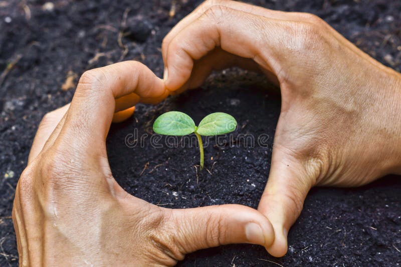 Hands growing a tree stock photo. Image of gardening - 36232738