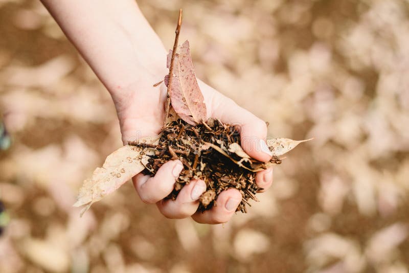 Hands with a Handful of Dried Leaves and Forest Flowers Stock Image ...