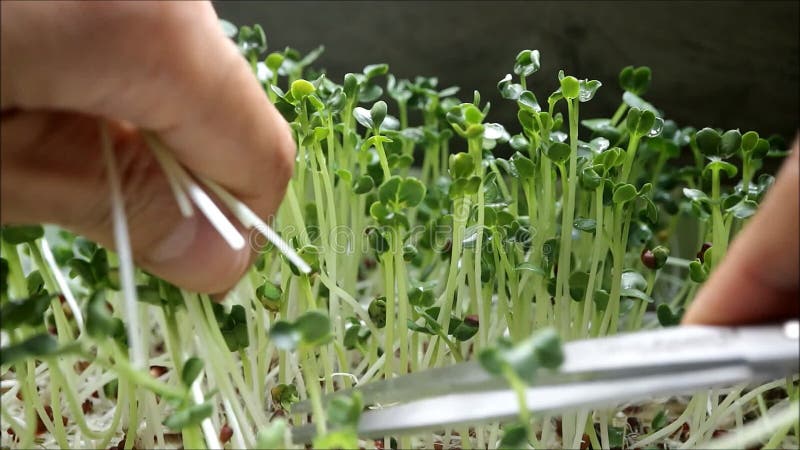 Hands Harvesting Hydroponic Daikon Microgreens Grown As Edible