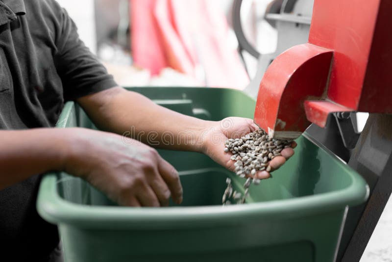 Hands of an Hispanic Farmer is Colecting Coffee Beans from the Peeling ...