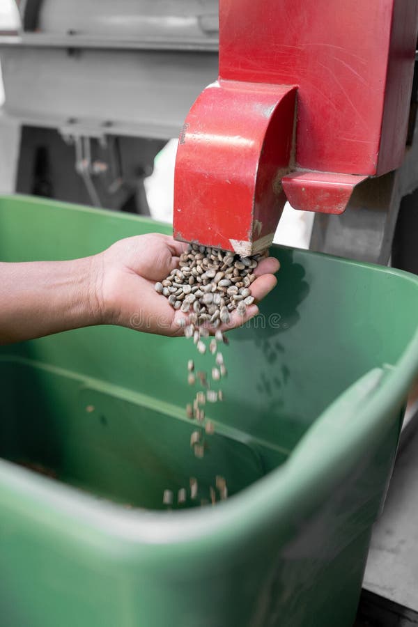 Hands of an Hispanic Farmer is Colecting Coffee Beans from the Peeling ...