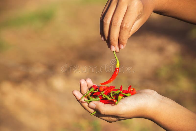 Hands Hold Chilli in the Farm Stock Photo - Image of farming, healthy ...