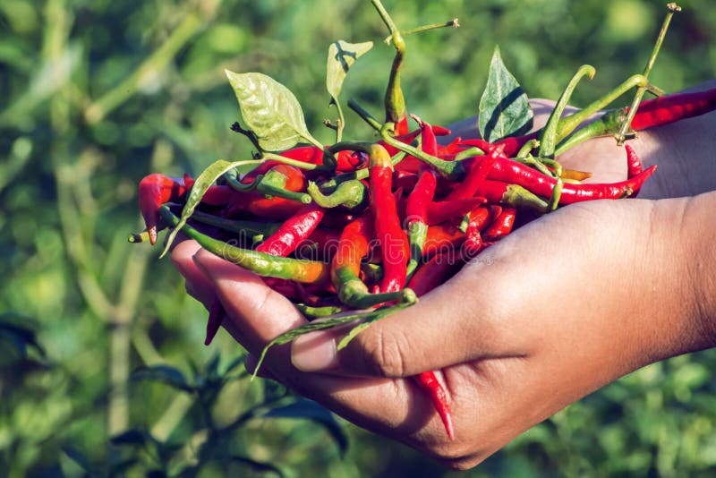 Chilli Farm stock photo. Image of chilli, chillies, sunny - 11650612