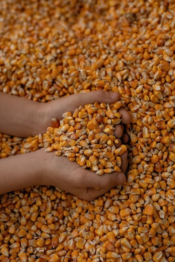 Hands Hold Corn Kernels Over the Scattered Corn. Stock Photo - Image of ...