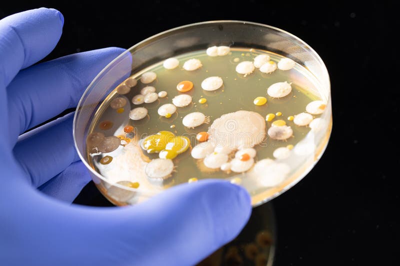 Hands Hold Laboratory Container with Various Microbiology Samples Stock ...