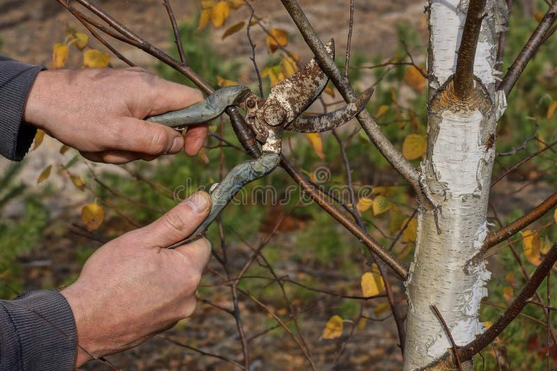 Hands Hold an Old Rusty Pruner Cutting a Branch on a Birch Tree Stock ...