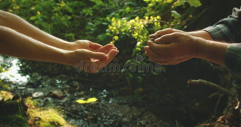 Hands Hold a Seedling Together, Symbolizing Unity on World Environment ...