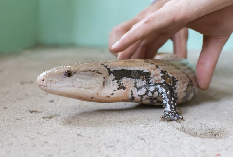 Hands Hold a Striped Lizard. Stock Photo - Image of exotic, lizard ...