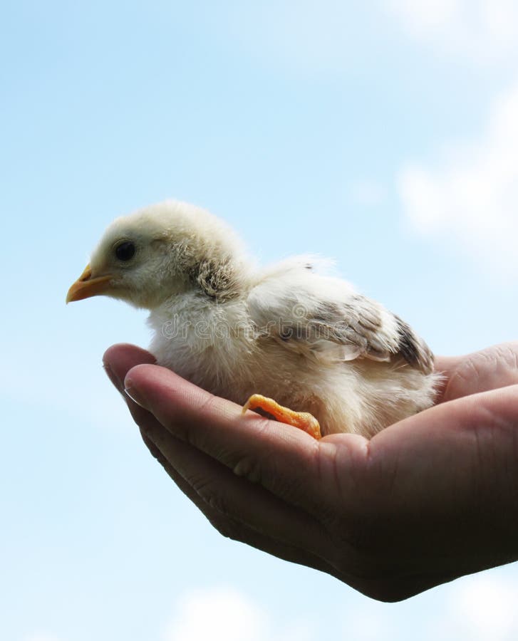 Hands Holding a Baby Chick stock photo. Image of fuzzy - 94627786