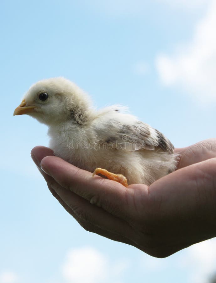 Hands Holding a Baby Chick stock image. Image of child - 94628263