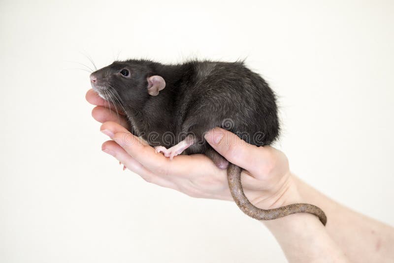 Hands holding black rat stock photo. Image of domestic - 246673098