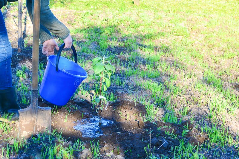 Hands Holding a Blue Bucket of Water and Watering an Apple Tree. Woman ...