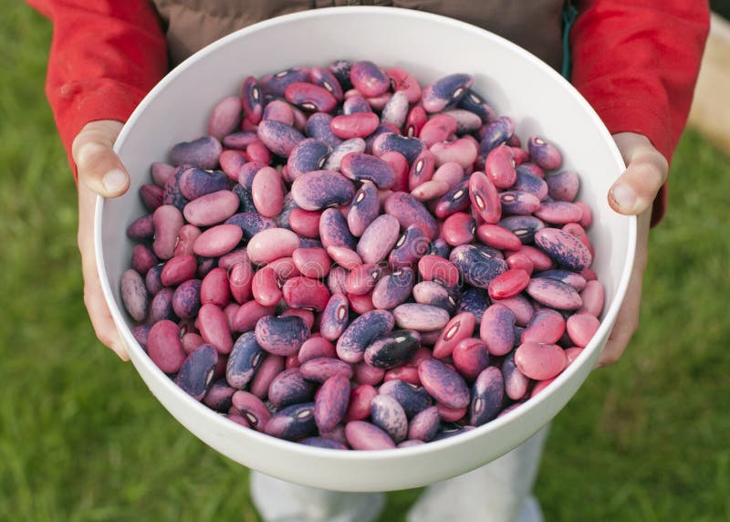 Hands Holding a Bowl Full of Runner Beans Stock Image - Image of hands ...