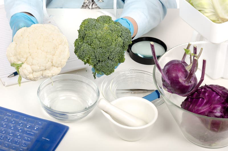 Hands Holding a Broccoli and Cauliflower in Laboratory Stock Photo ...