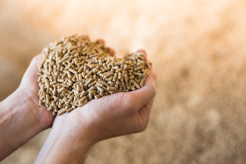 Hands Holding Bunch of Fodder for Calfs Stock Image - Image of ...