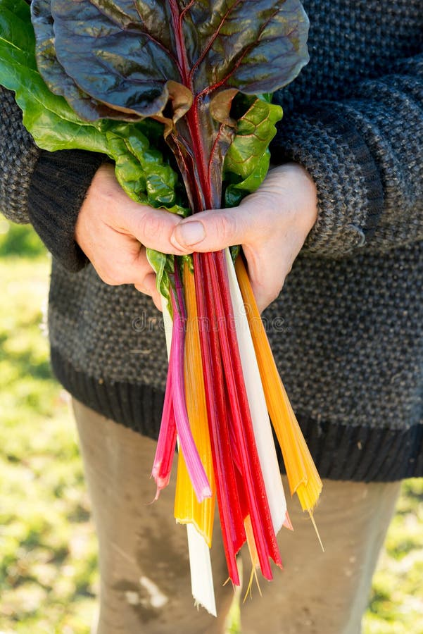 Hands Holding a Bunch of Swiss Chard Leaves on Stalks Stock Image ...