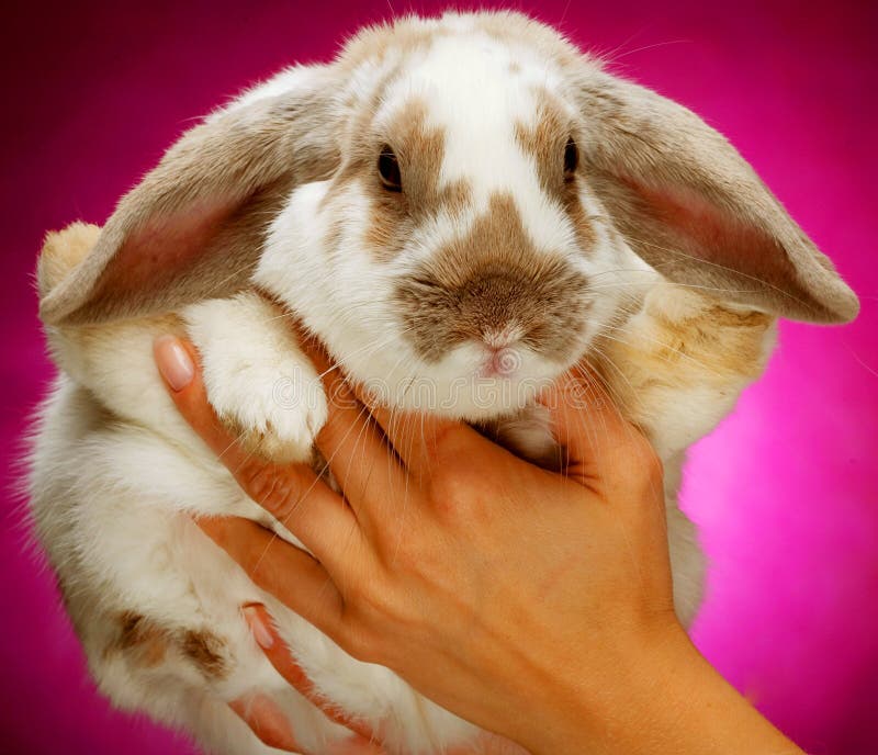 Hands Holding a Bunny on Pink Background Stock Image - Image of easter ...