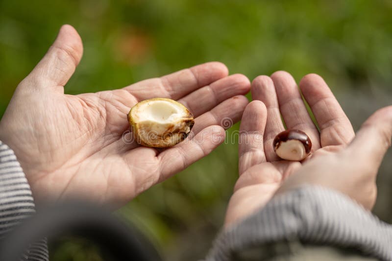 Hands Holding a Chest Nut.. Stock Photo - Image of healthy, female ...
