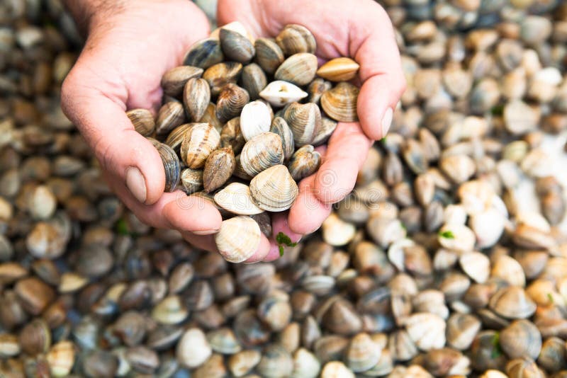Hands and Clams at a Market in Cambodia Stock Image - Image of hands ...