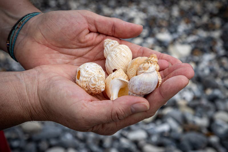 Hands Holding a Collection of Whelk Shells, with a Shallow Depth of ...