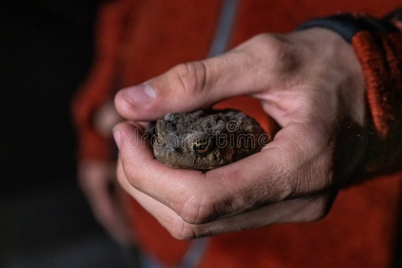 Hands Holding and Comforting a Toad.. Stock Image - Image of green ...