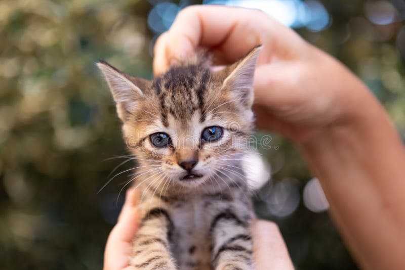 Hands Holding a Cute Kitten Stock Image - Image of human, newborn ...