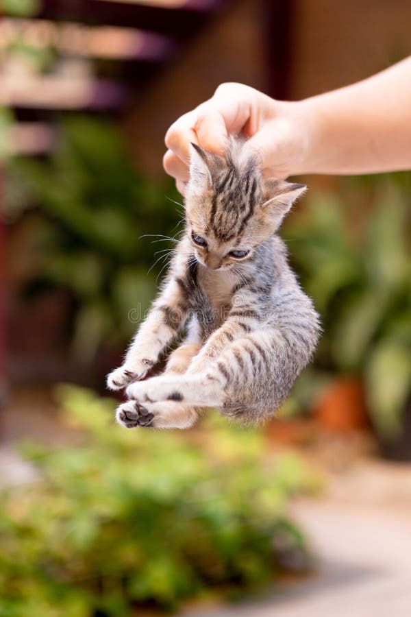 Hands Holding a Cute Kitten Stock Photo - Image of adorable, person ...