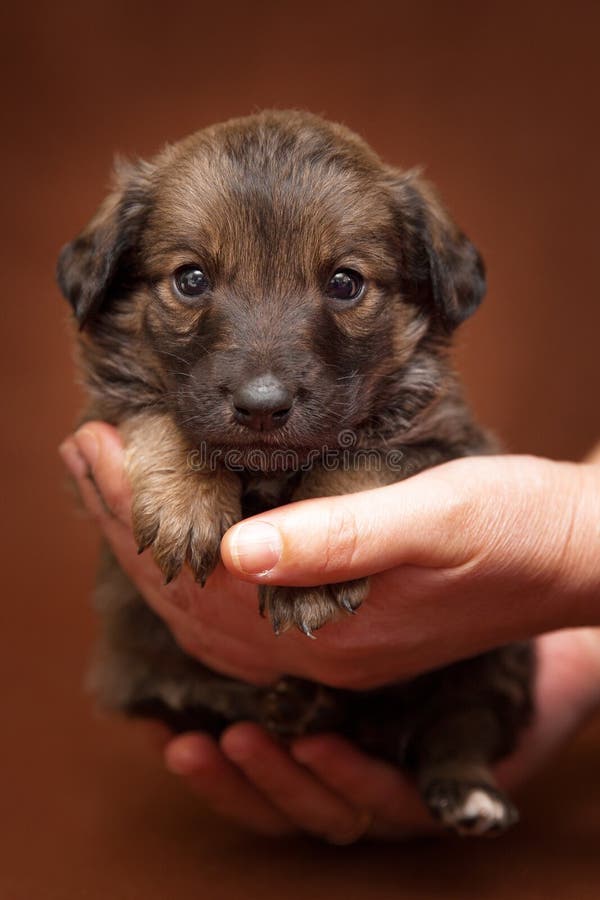 Hands holding cute puppy stock image. Image of hand, mammal - 81635387