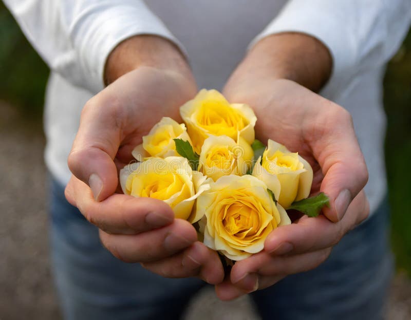 Hands Holding a Delicate Bouquet of Yellow Roses Stock Photo - Image of ...