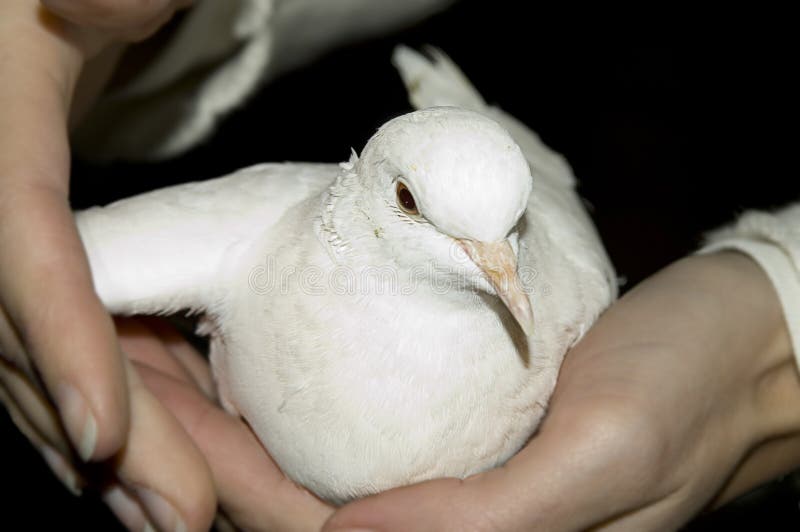 Hands holding dove stock image. Image of friendship, holding - 2029239