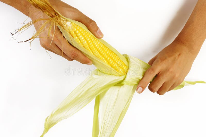 Hands holding ear stock image. Image of crop, ripe, harvesting - 45890803