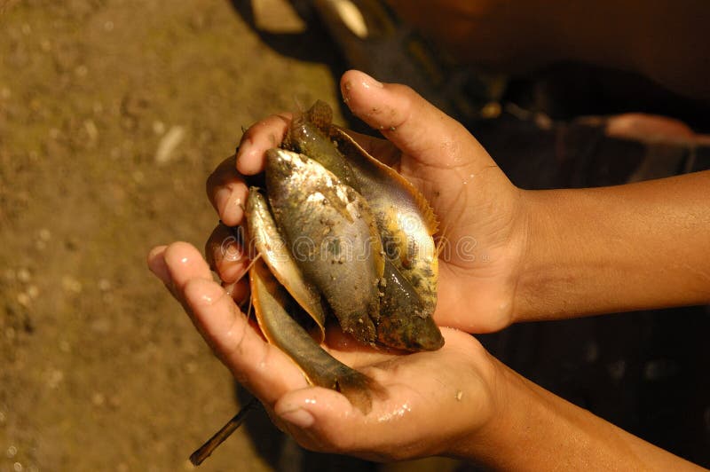 Hands holding fish stock photo. Image of caught, nature - 2285802