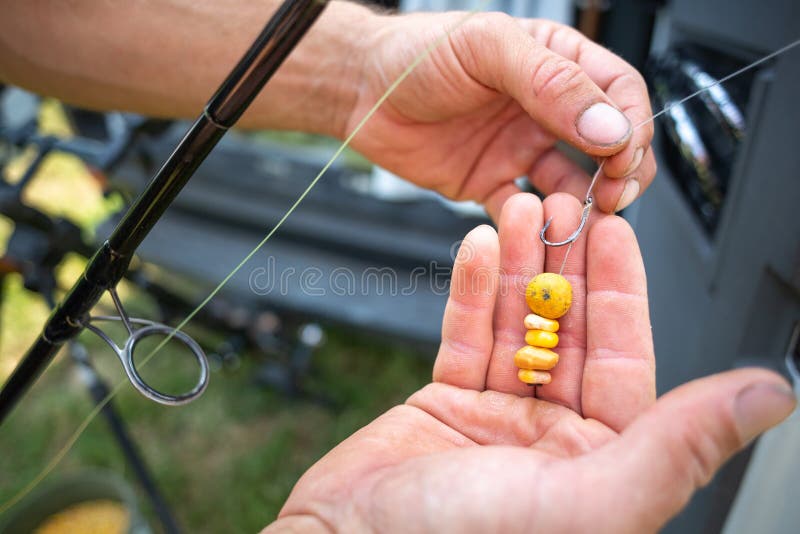 Hands Holding a Fishing Hook with Bait for Carp Fishing Stock Photo ...