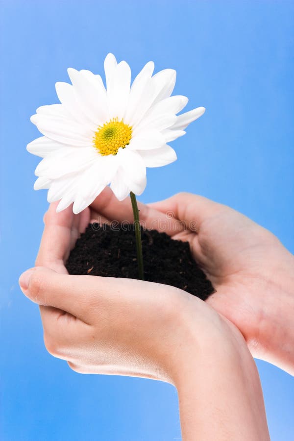 Flower in hands stock photo. Image of idea, beauty, health - 10274396