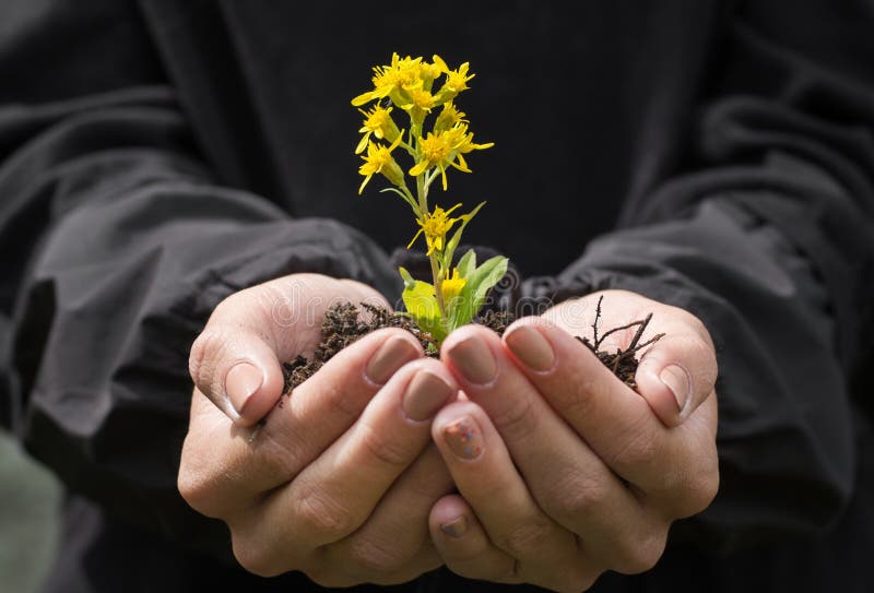 Hands holding a flower stock image. Image of leaf, hands - 97472383