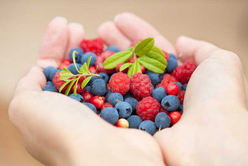 Hands Holding Fresh Berries Stock Image - Image of seasonal, blueberry ...