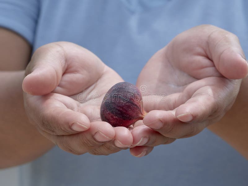 Hands holding a fresh fig stock image. Image of light - 148480293