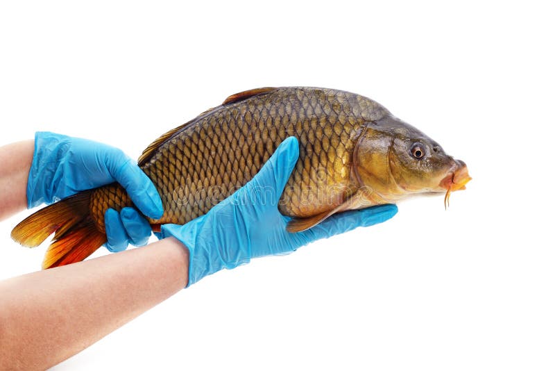 Hands holding fresh fish stock photo. Image of meat - 183179968