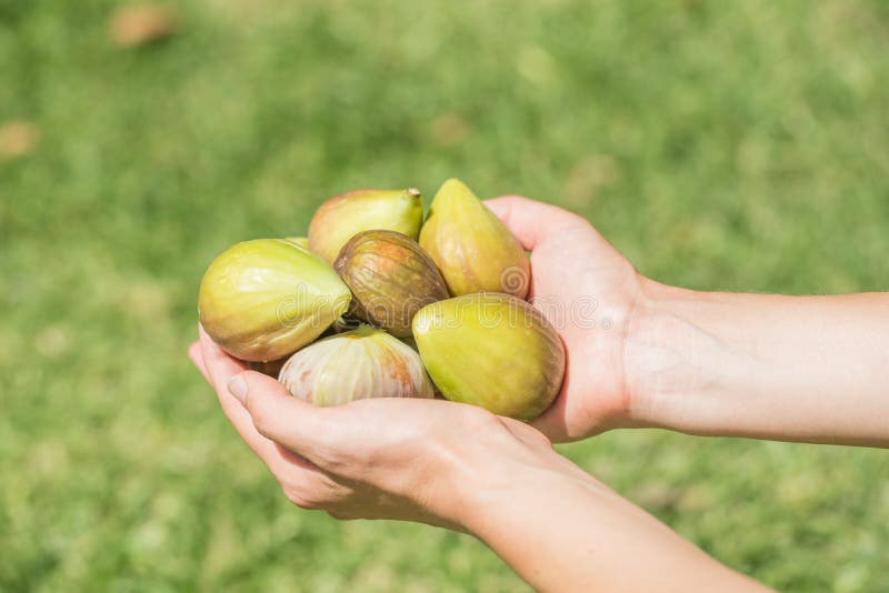 Hands Holding Fresh Green Figs Stock Image - Image of healthy, grass ...